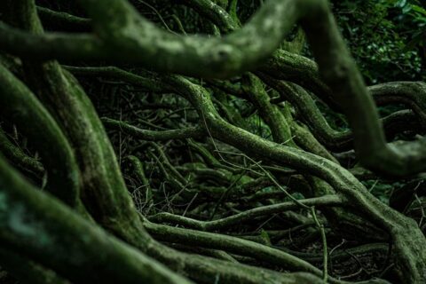The Root System in Plants