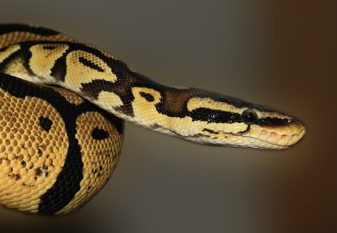 Python: A Versatile Programming Language for Modern Development